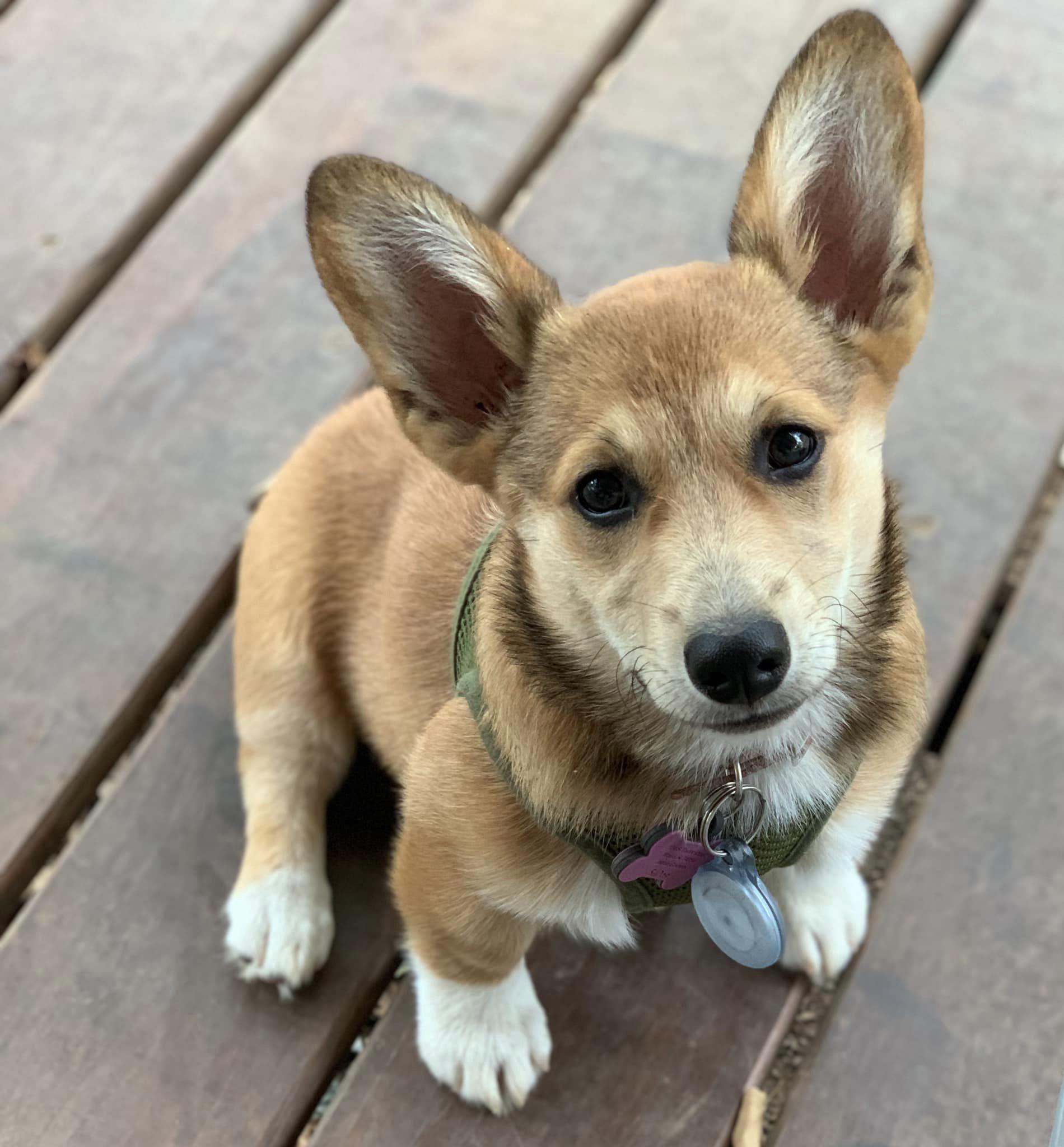 Jamie’s fancy corgis in Oklahoma | Pembroke Welsh Corgi puppies | Good Dog