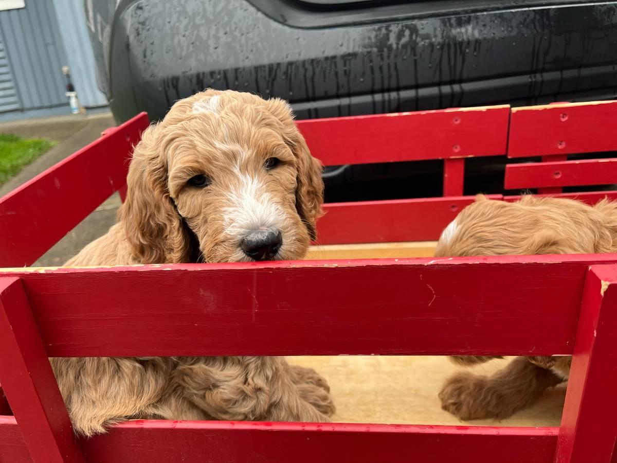 Dawnie’s Doodles in Washington | Goldendoodle puppies | Good Dog