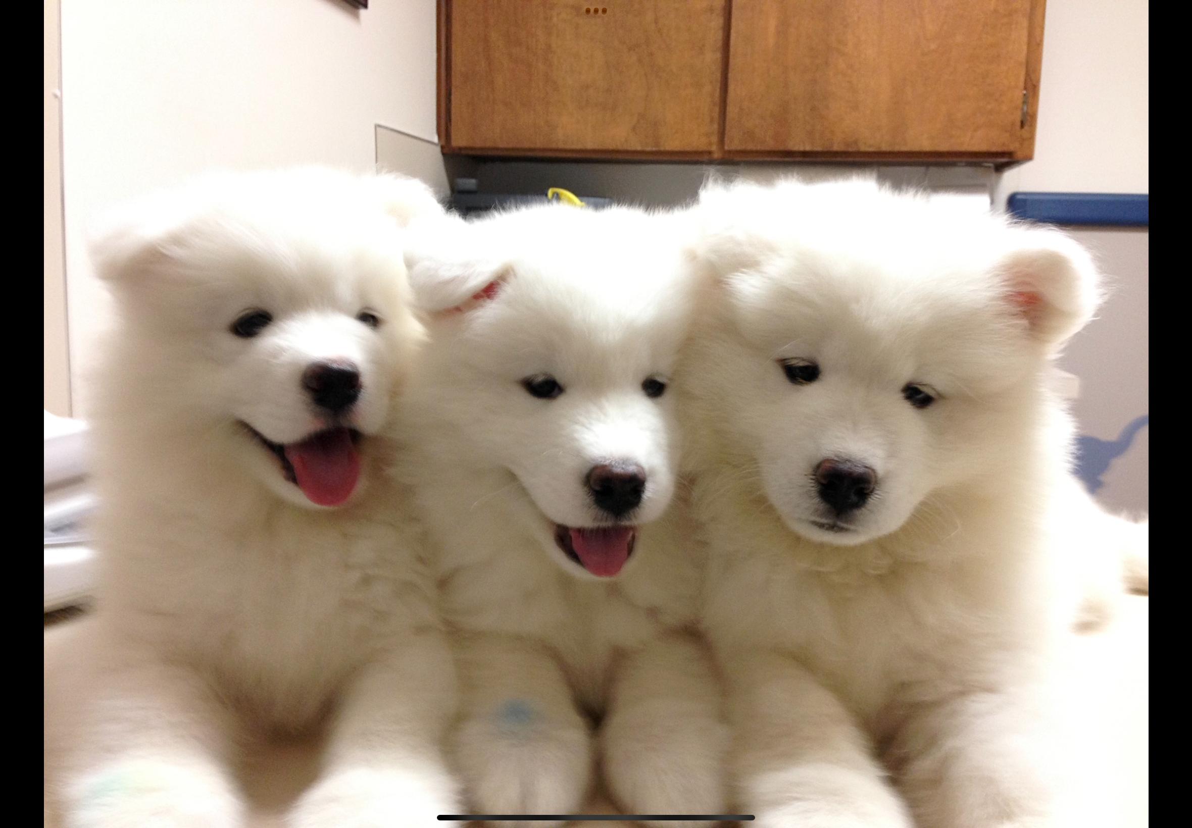 White Cloud Samoyeds in Oregon | Samoyed puppies | Good Dog