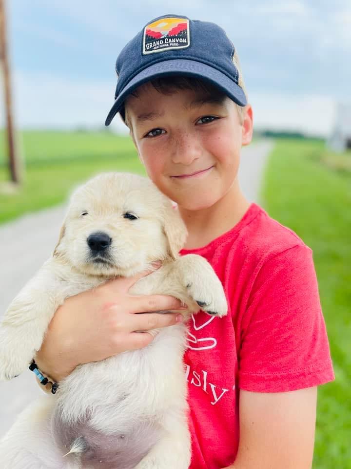 Golden Bundles in Indiana | Golden Retriever and Labrador Retriever ...