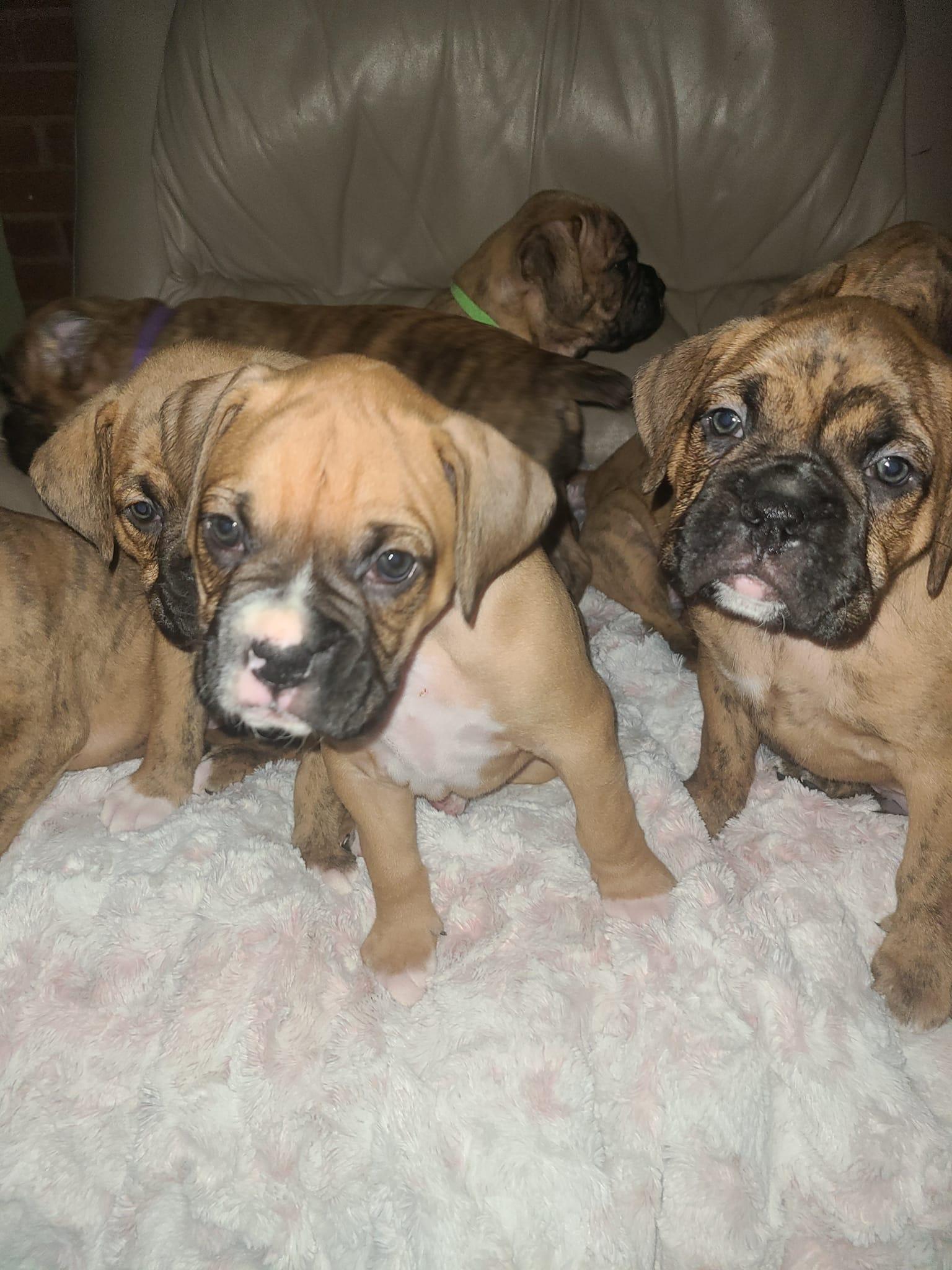 Boxer Bliss in Massachusetts | Boxer puppies | Good Dog