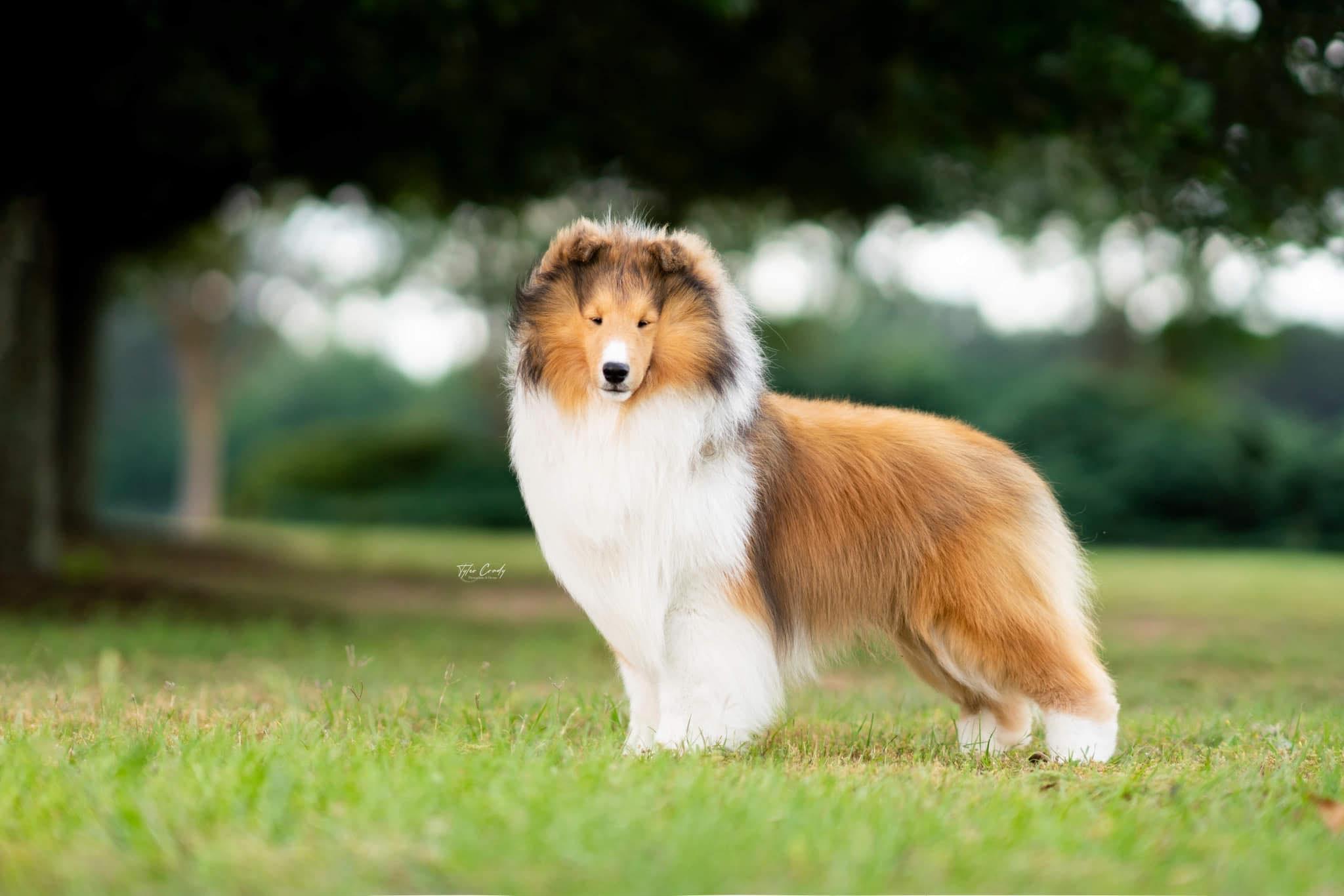 Shannon Shelties in Indiana | Shetland Sheepdog puppies | Good Dog