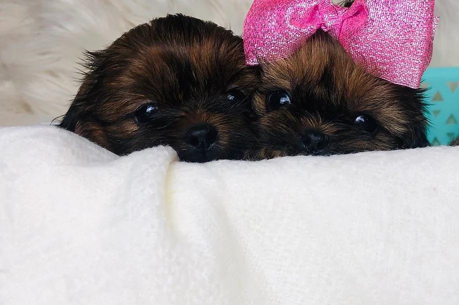 Lil’ Bit’s Shih Tzu in North Carolina | Shih Tzu puppies | Good Dog