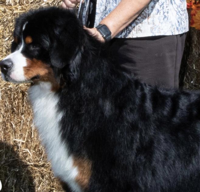 Hoosier Roos Bernese in Ohio | Bernese Mountain Dog and Icelandic ...