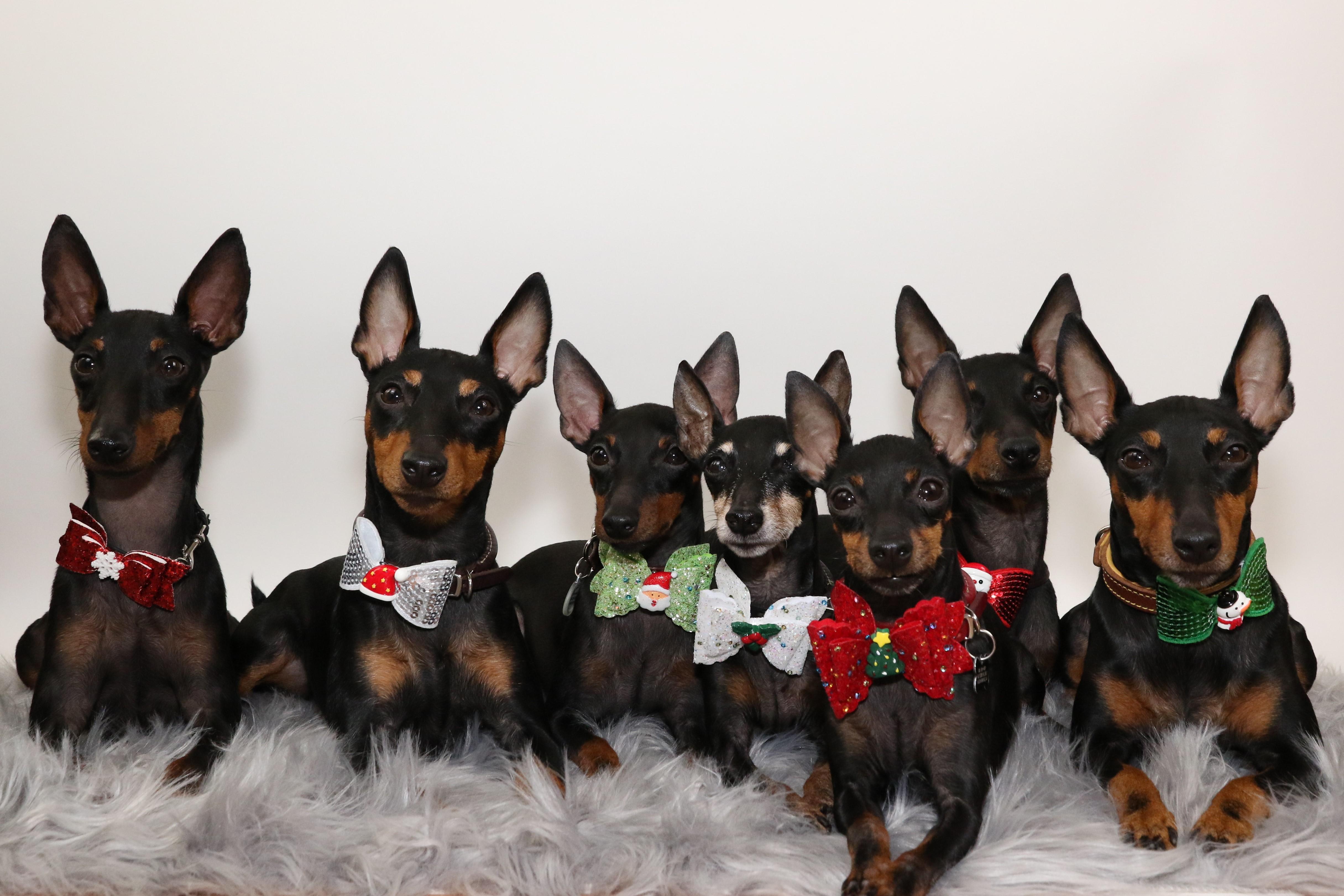 Maximal Manchester Terriers in New Jersey | Manchester Terrier puppies ...