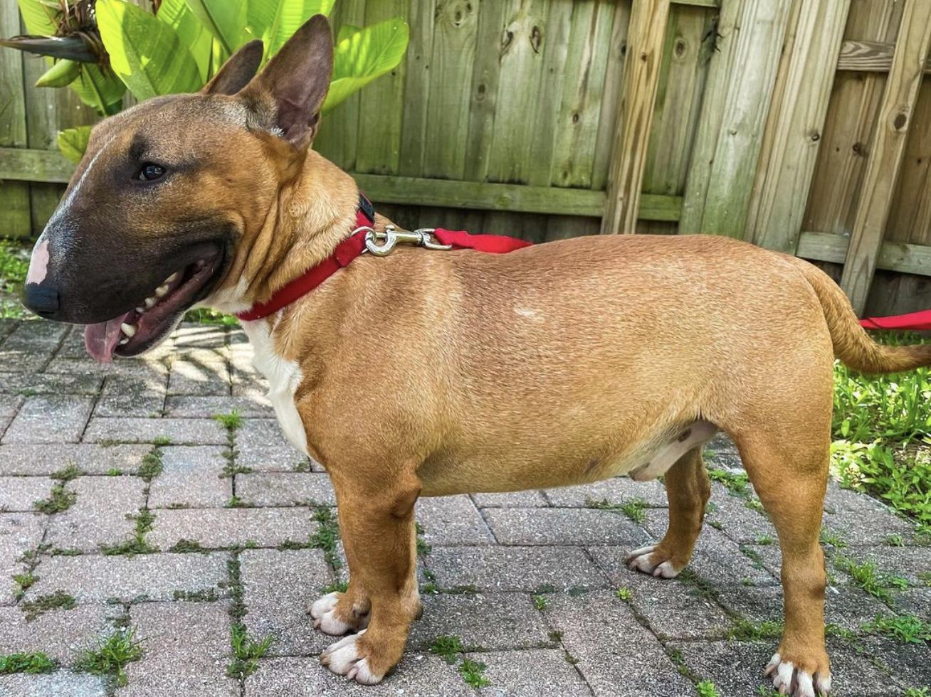 Sunshine Bulls in Florida | Miniature Bull Terrier puppies | Good Dog