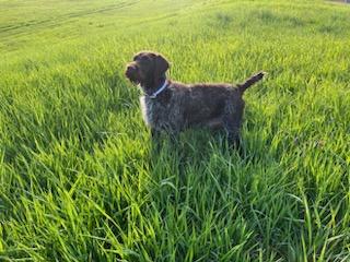 Finger Lakes Griffons in New York | Wirehaired Pointing Griffon puppies ...