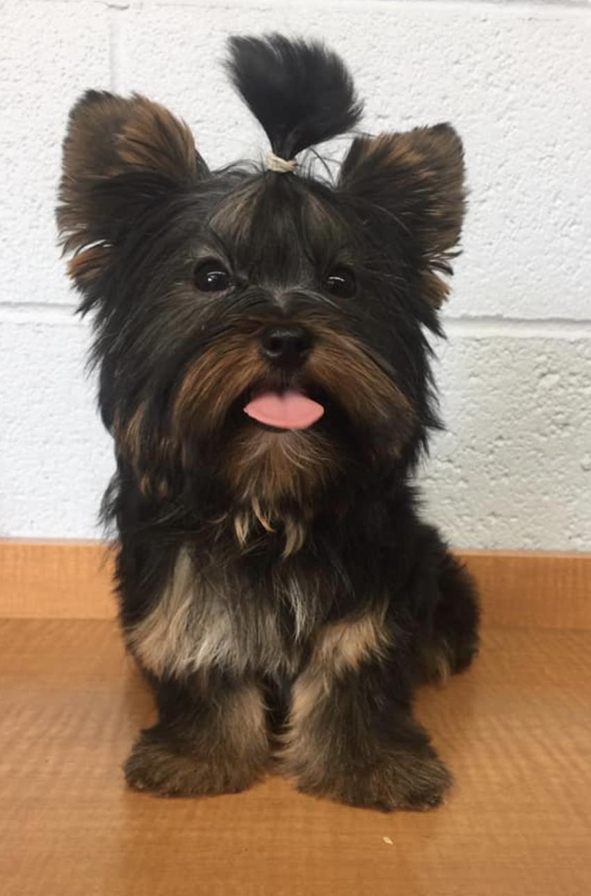 Smoochie Pooch Puppies in Michigan | Poodle, Shih Tzu or Yorkshire ...