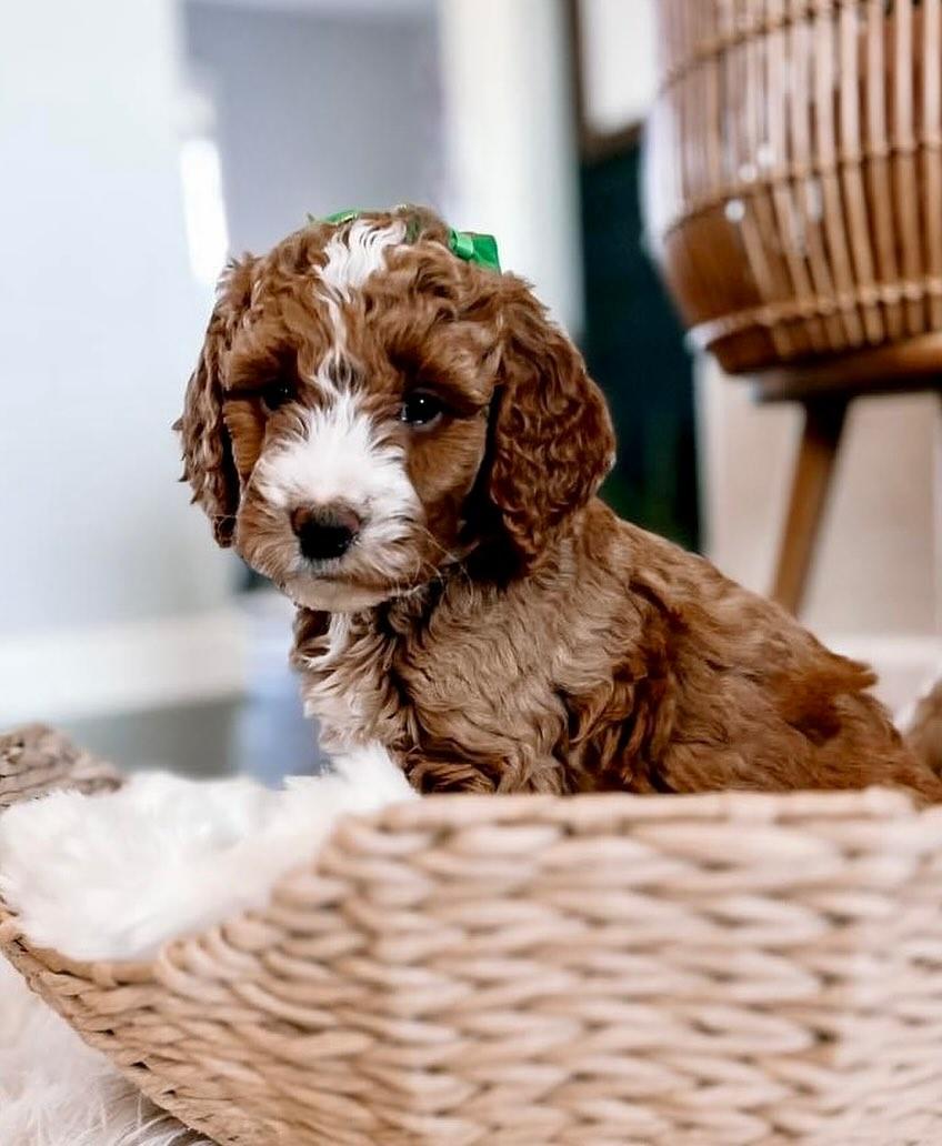 Kay Kay’s Poodles & Doodles in Oklahoma | Goldendoodle and Aussiedoodle ...