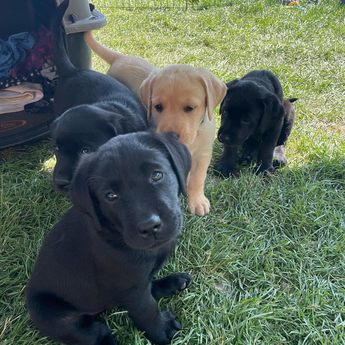 Green Mountain Labradors in Colorado | Labrador Retriever puppies ...