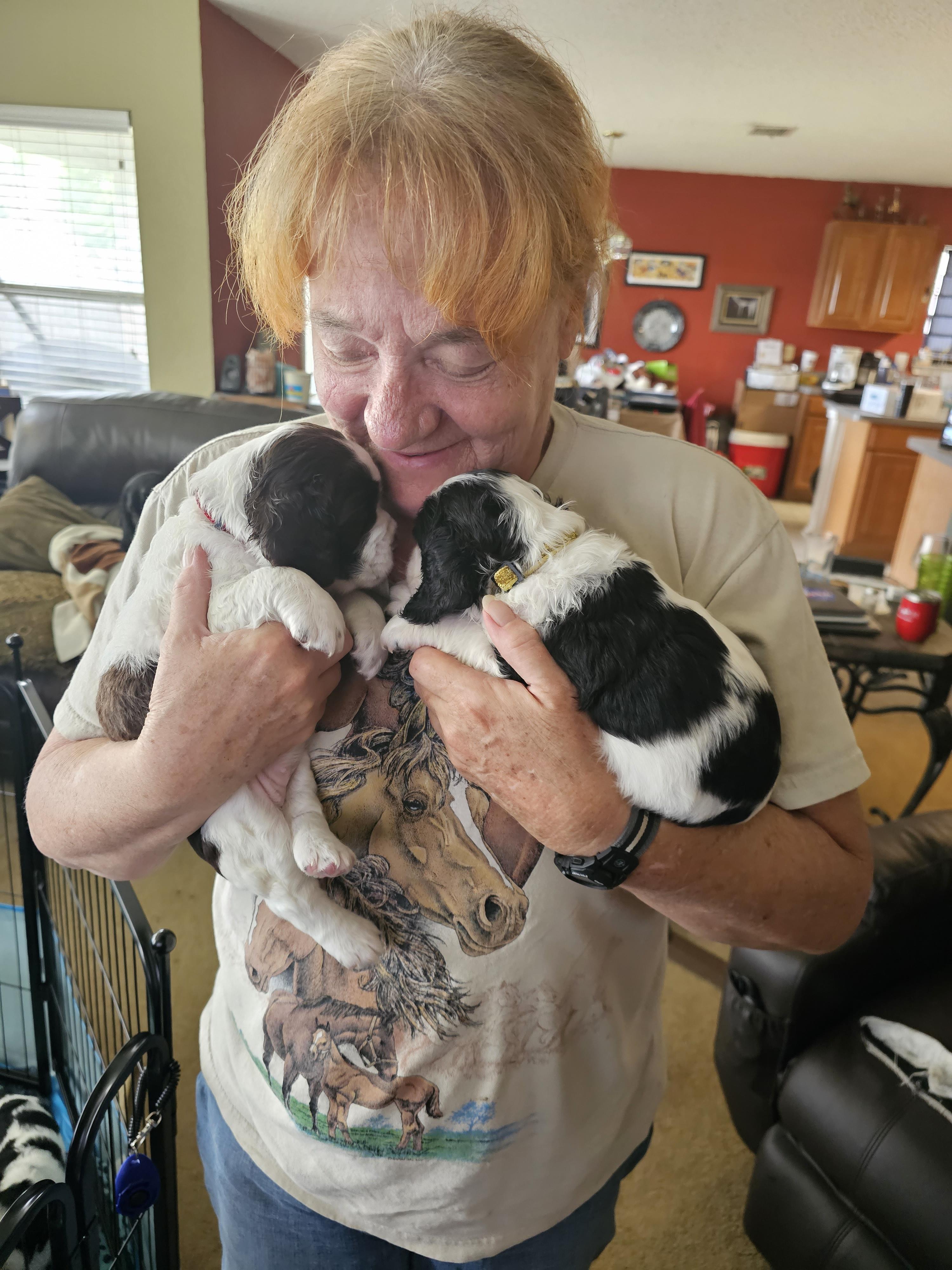 Obsidian Rose in Texas | English Springer Spaniel puppies | Good Dog