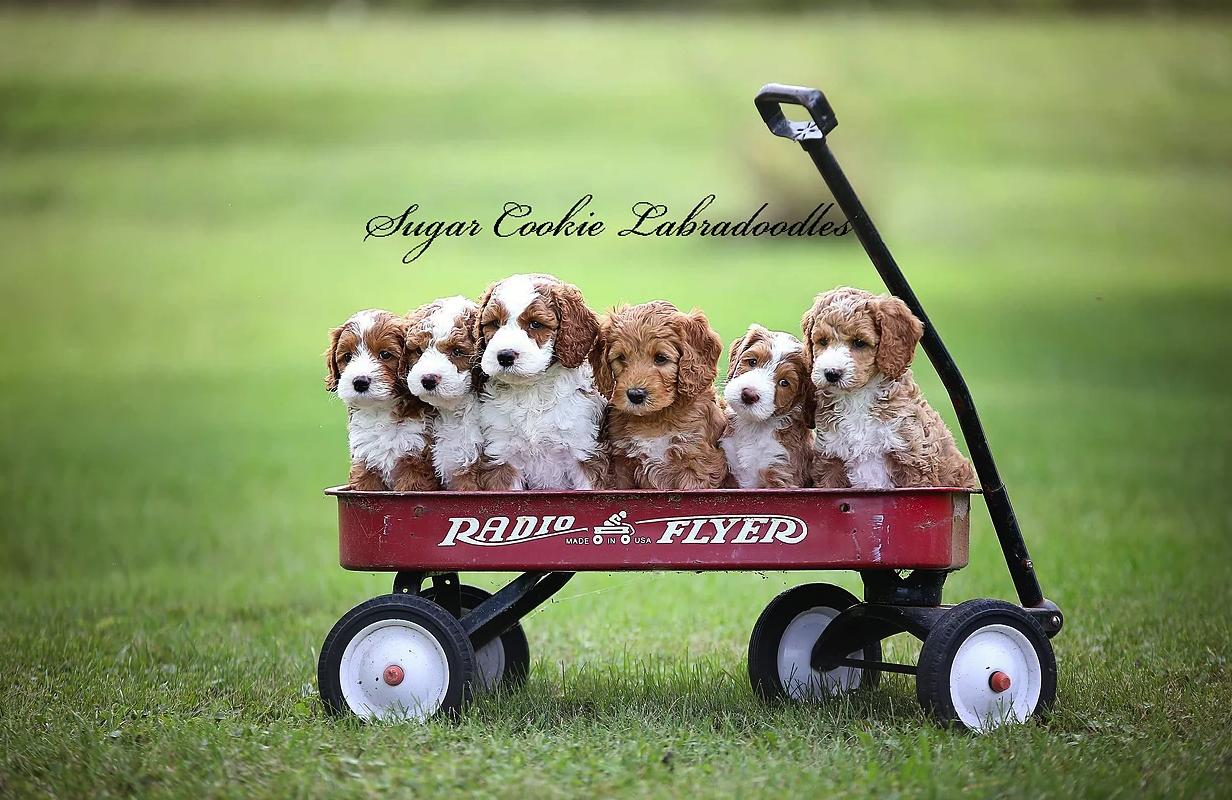 Sugar Cookie Australian Labradoodles in Michigan | Australian ...