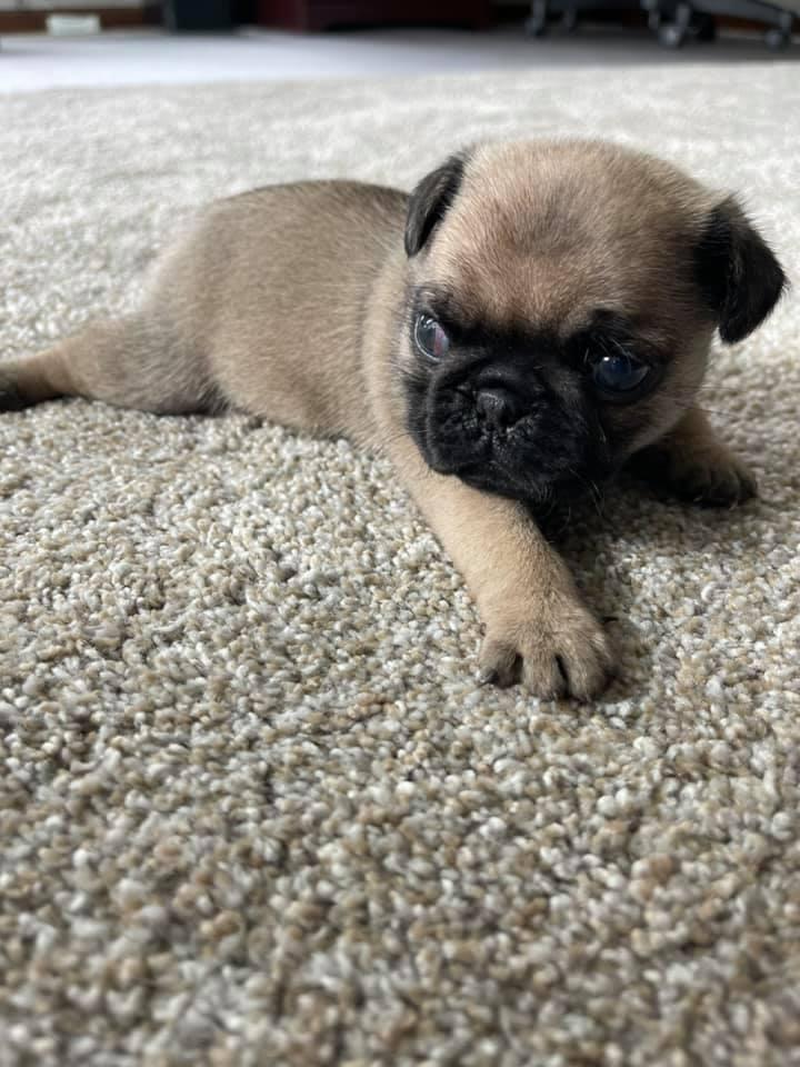 Pug Eyed Peas Alabama in Alabama | Pug puppies | Good Dog