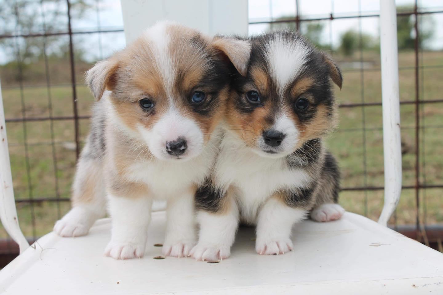 6B Buchanan Corgi’s in Texas | Pembroke Welsh Corgi and American Corgi ...