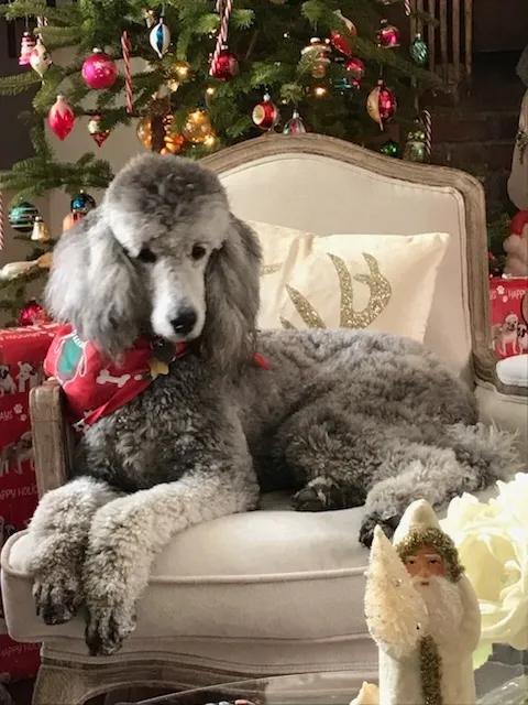 Cape Cod Aussies / Cape Cod Poodles and Doodles in Massachusetts ...