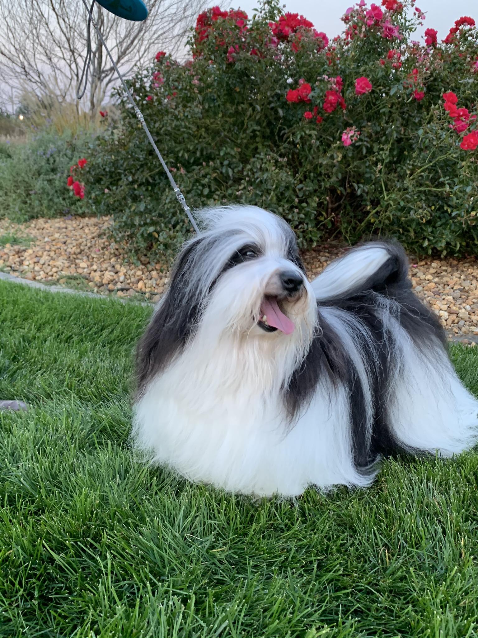 Meadowview Havanese in Massachusetts | Havanese puppies | Good Dog