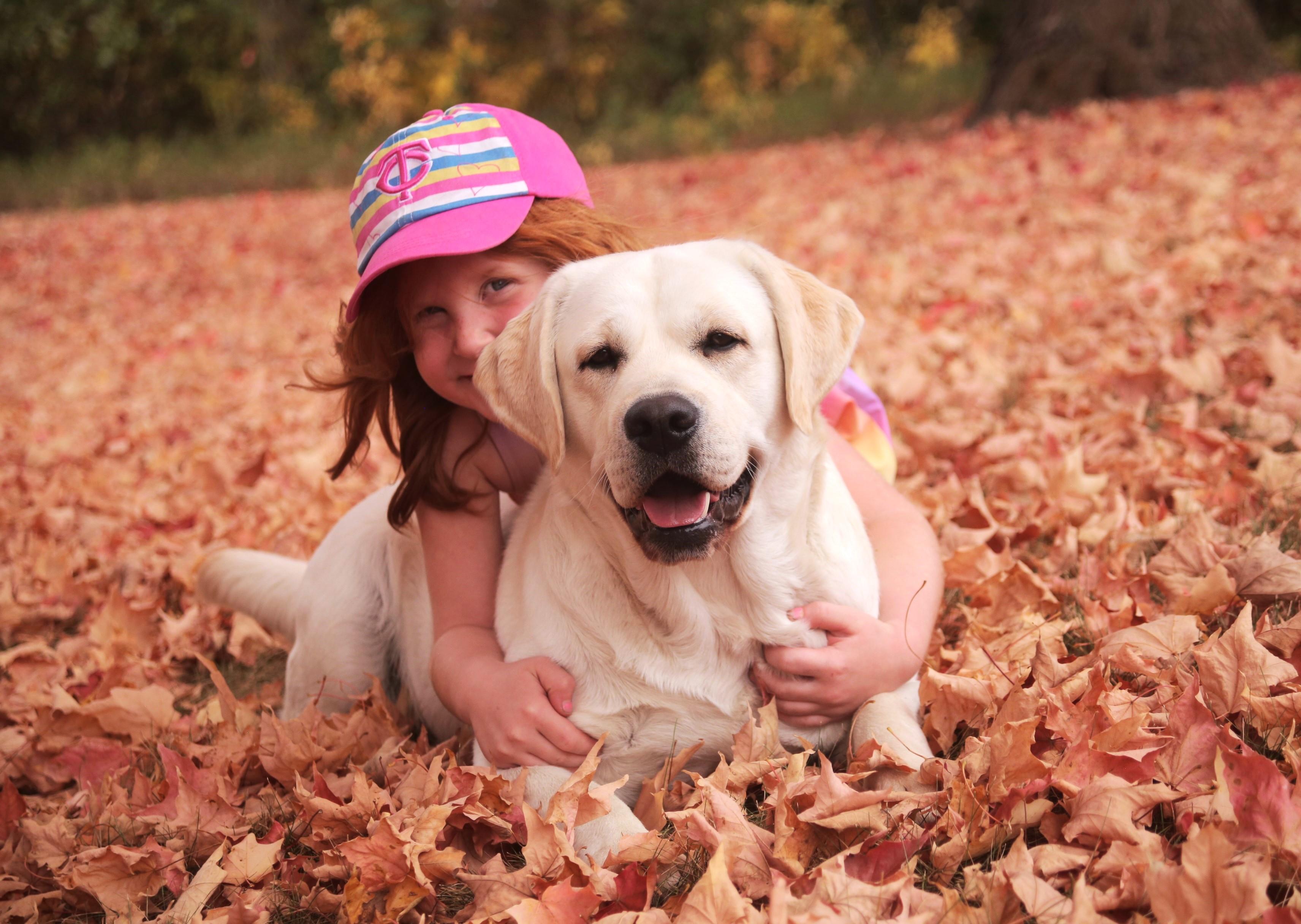 Glory View Labradors in Minnesota | Labrador Retriever puppies | Good Dog