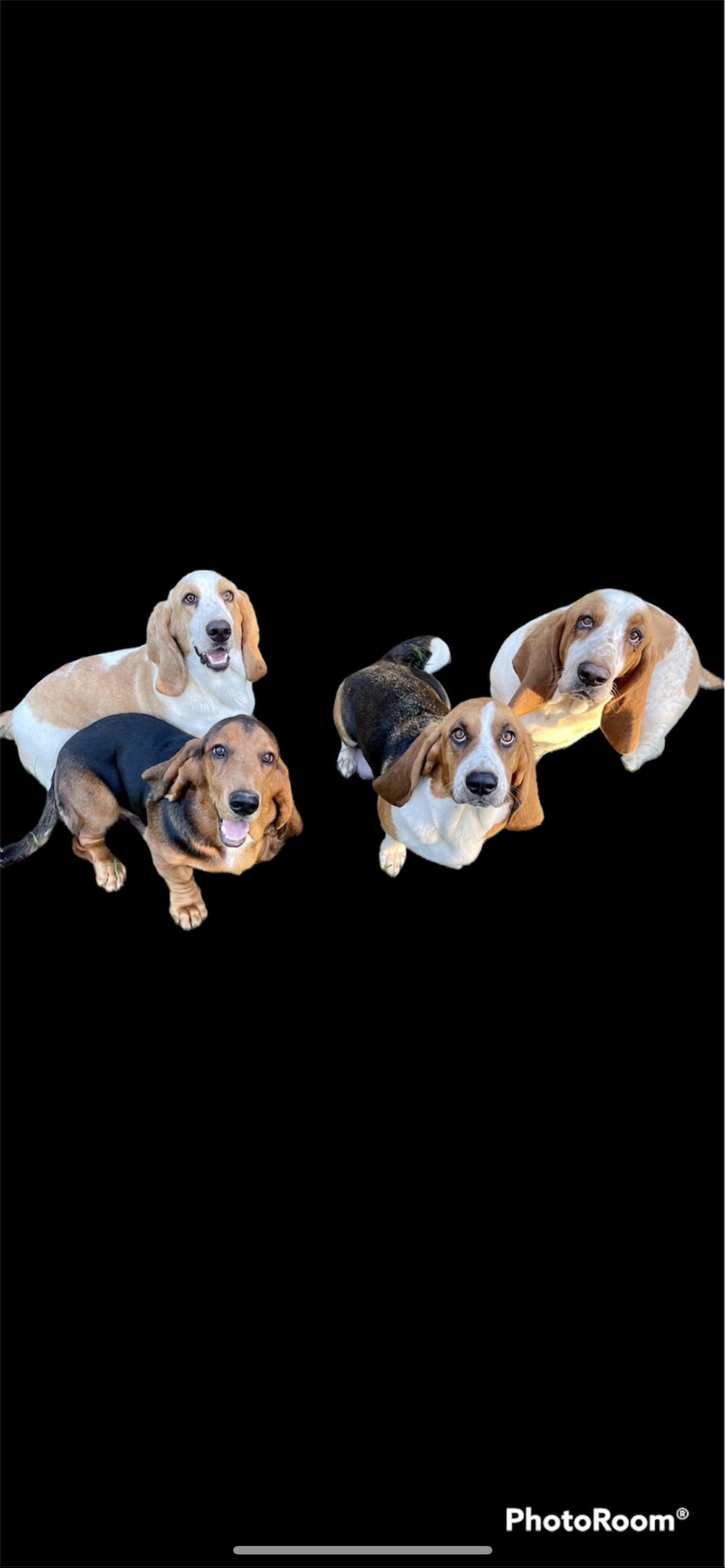 Blessed Bassets in Arkansas | Basset Hound puppies | Good Dog