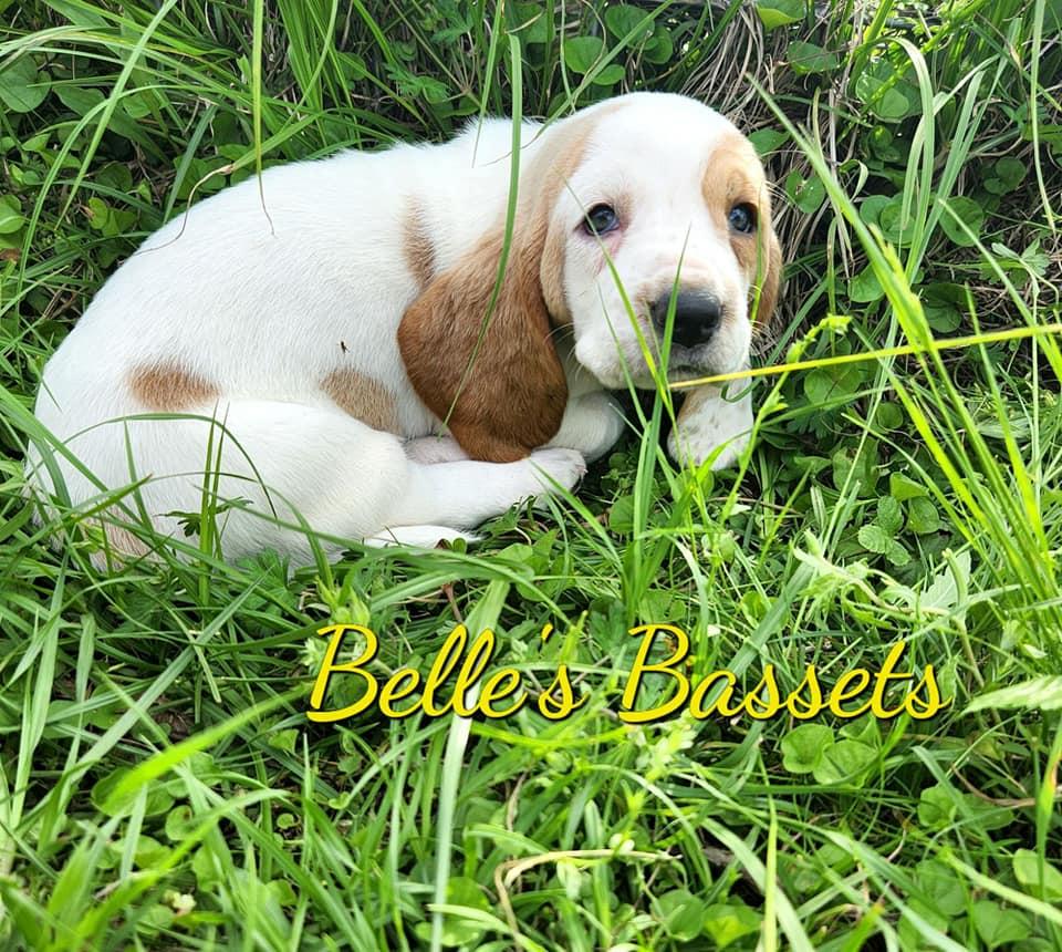 Belle's Bassets in Michigan | Basset Hound puppies | Good Dog