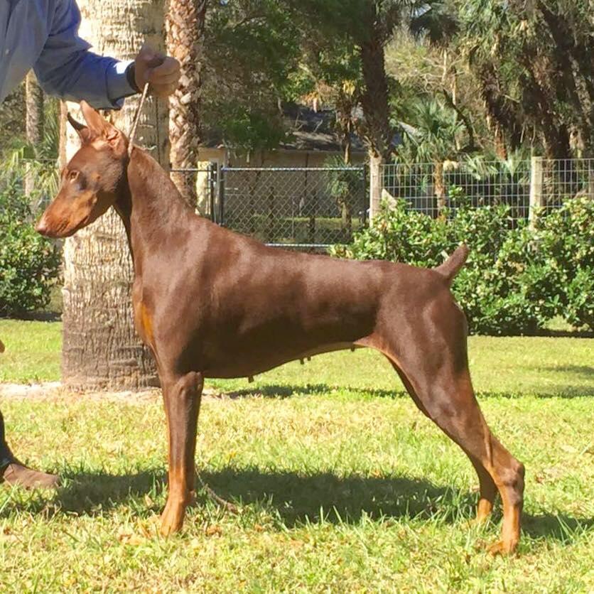 Marbendale’s Doberman in Georgia | Doberman Pinscher puppies | Good Dog