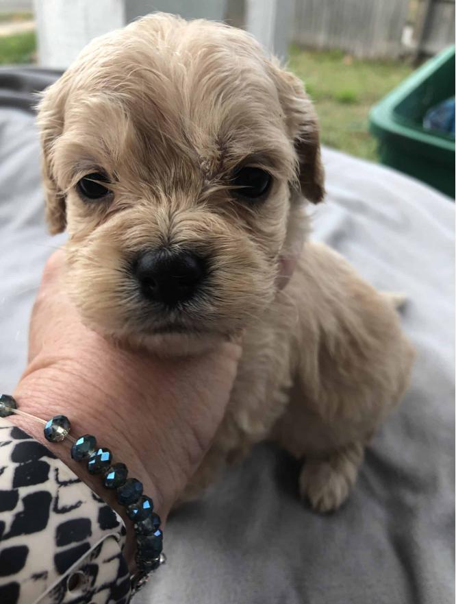 Laneylee Farms in Mississippi | Cockapoo puppies | Good Dog
