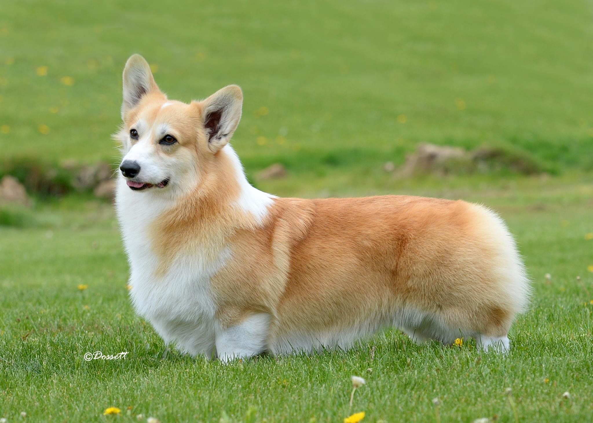 Dalarno Pembroke Welsh Corgis in Virginia | Pembroke Welsh Corgi puppies | Good Dog