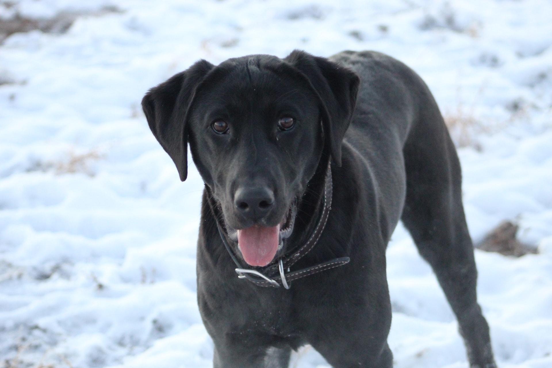 CT Ranch in Utah | Labrador Retriever puppies | Good Dog