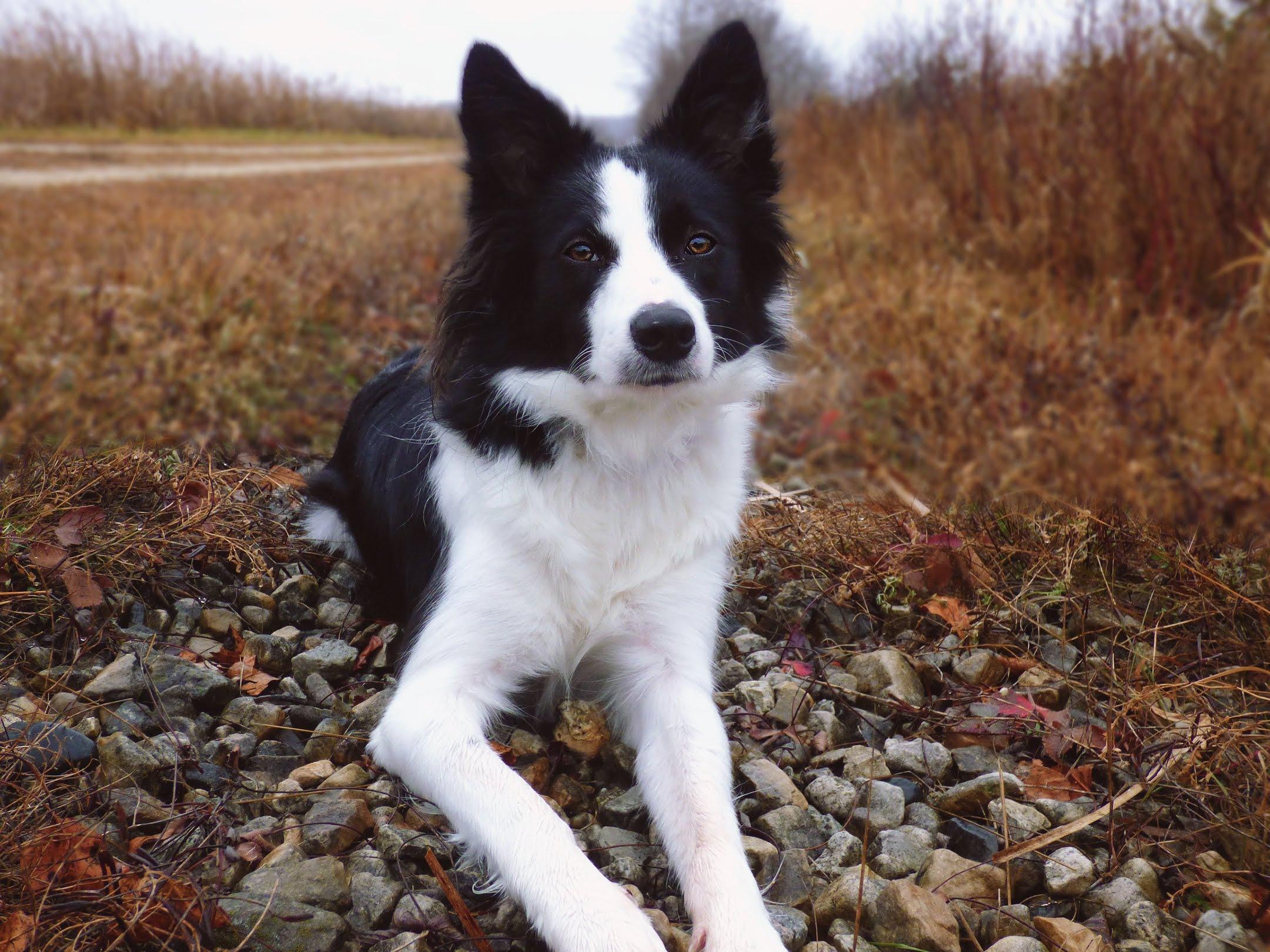 Shooting Star Border Collies in Wisconsin | Border Collie puppies ...
