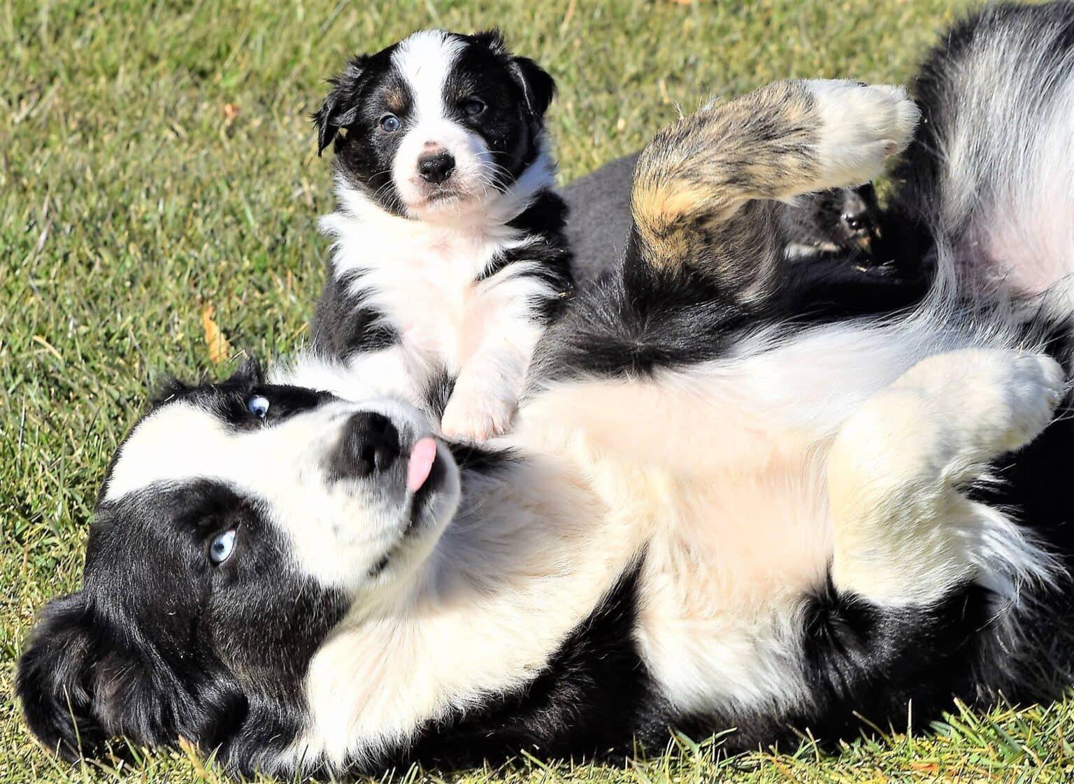Southern Tribute Farms in North Carolina | Australian Shepherd puppies ...