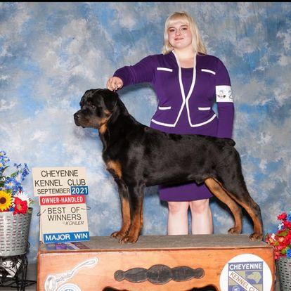 SLR Diamond Show Dogs in Colorado | Rottweiler puppies | Good Dog