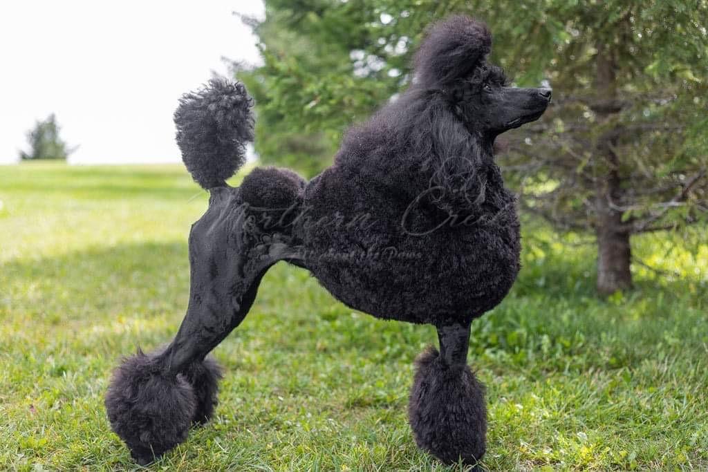Northern Creek in Michigan | Poodle puppies | Good Dog