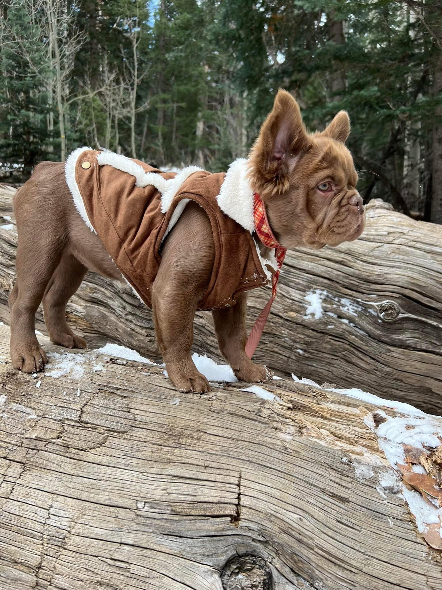 Kindly kain in Arizona | French Bulldog puppies | Good Dog
