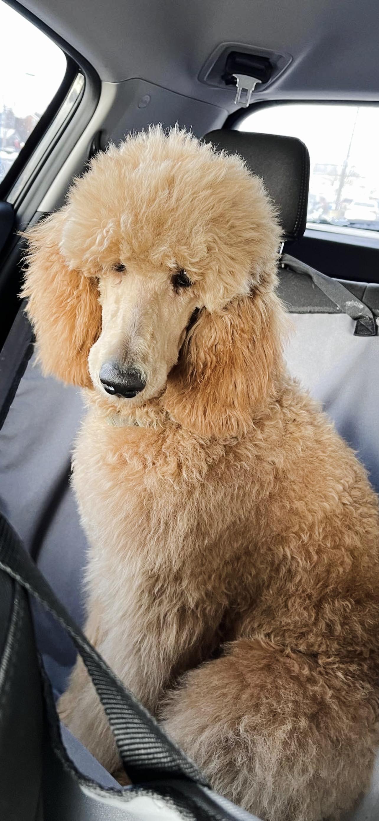 Pretty Spoiled Spoos llc in Michigan | Poodle puppies | Good Dog