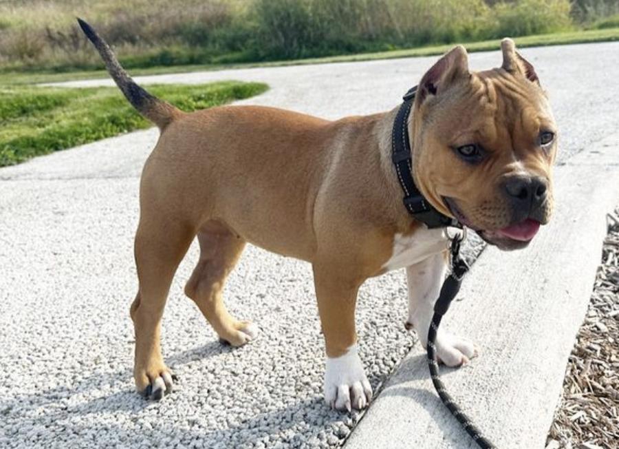 The Dragon Kennel in Washington | American Bully puppies | Good Dog