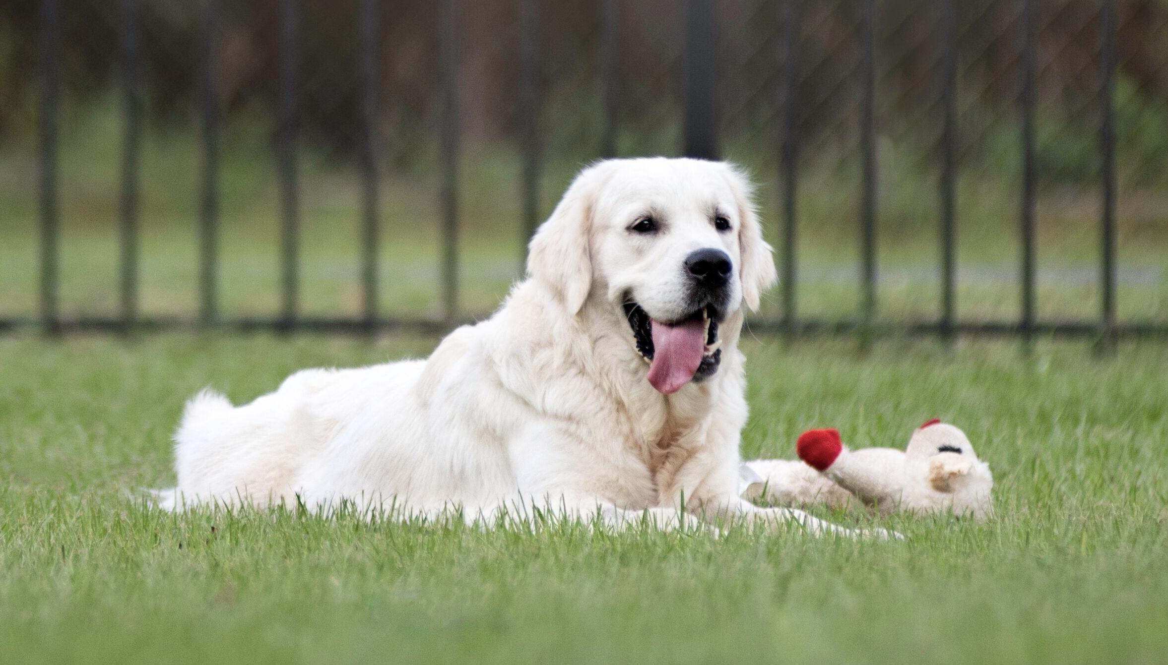 Golden Cellars English Golden Retrievers in South Carolina | Golden Retriever puppies | Good Dog
