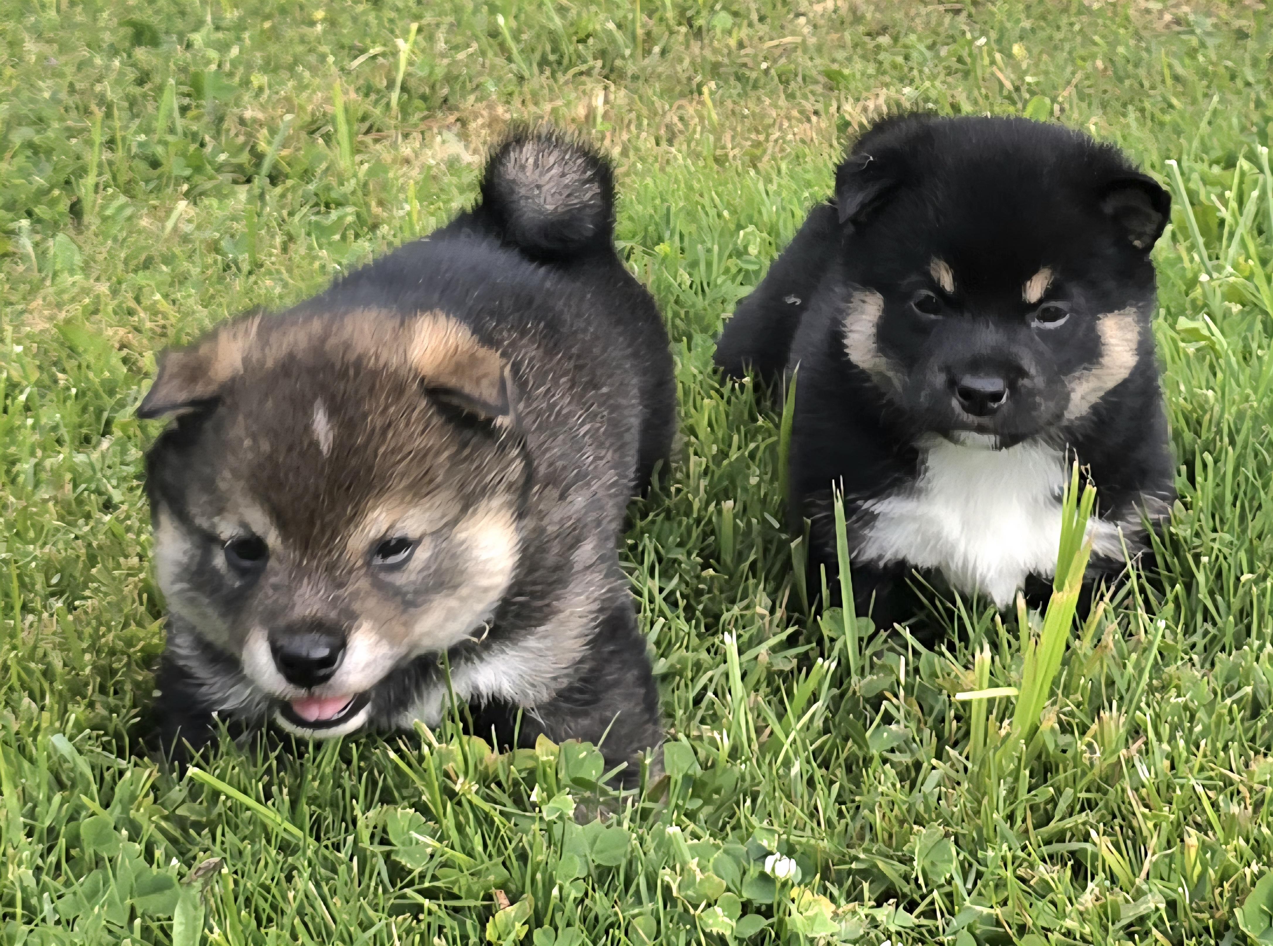 Muddy Rock Farm in Ohio | Shiba Inu puppies | Good Dog
