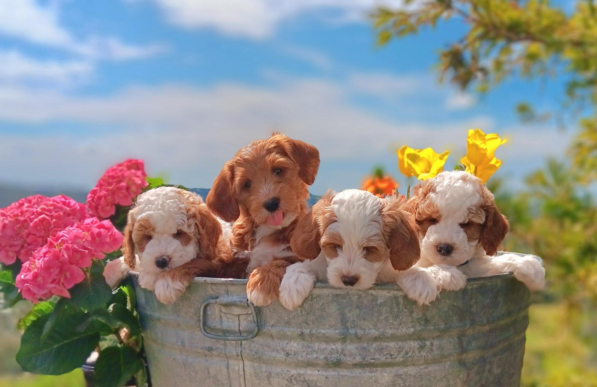 Gold Country mini doodles in Idaho | Goldendoodle puppies | Good Dog