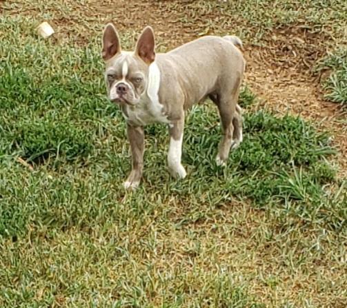 CC's Boston & Boxer Babies in Tennessee | Boston Terrier and Boxer ...