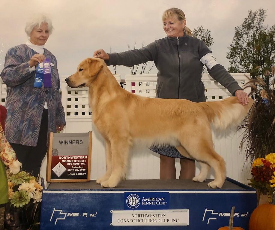 Friday Golden Retrievers in Rhode Island | Golden Retriever puppies ...