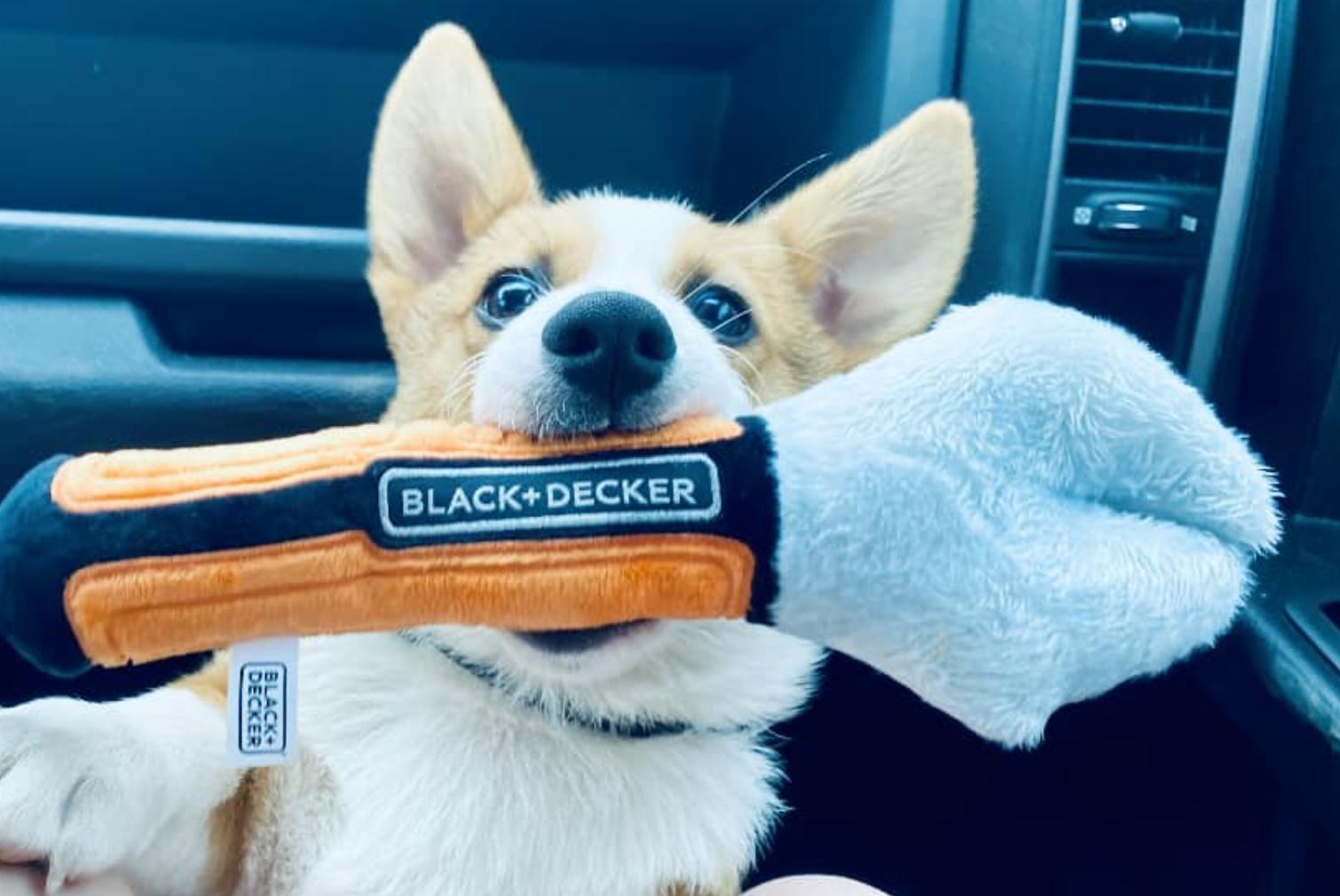 Sunshine Corgies in West Virginia | Pembroke Welsh Corgi and American ...