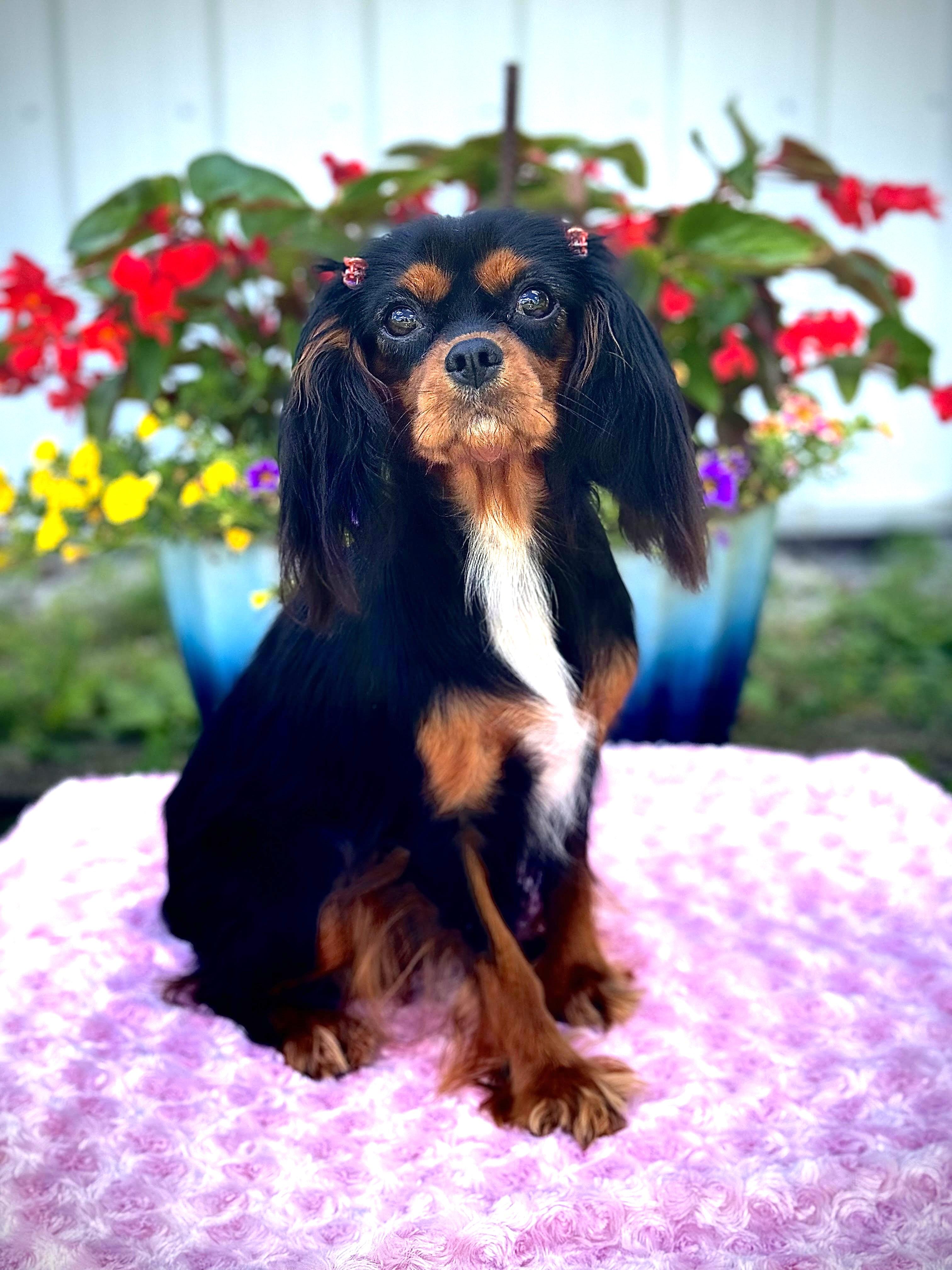 Hunter's Puppies in Missouri | Cavalier King Charles Spaniel, Cavapoo ...