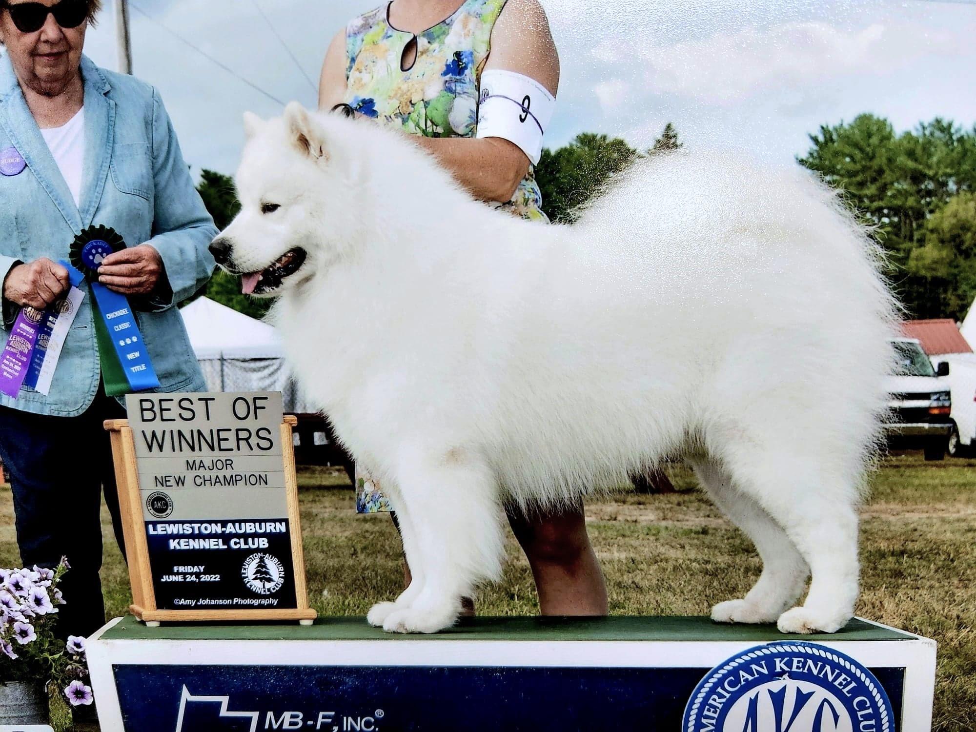 First Light Samoyeds in Maine | Samoyed puppies | Good Dog