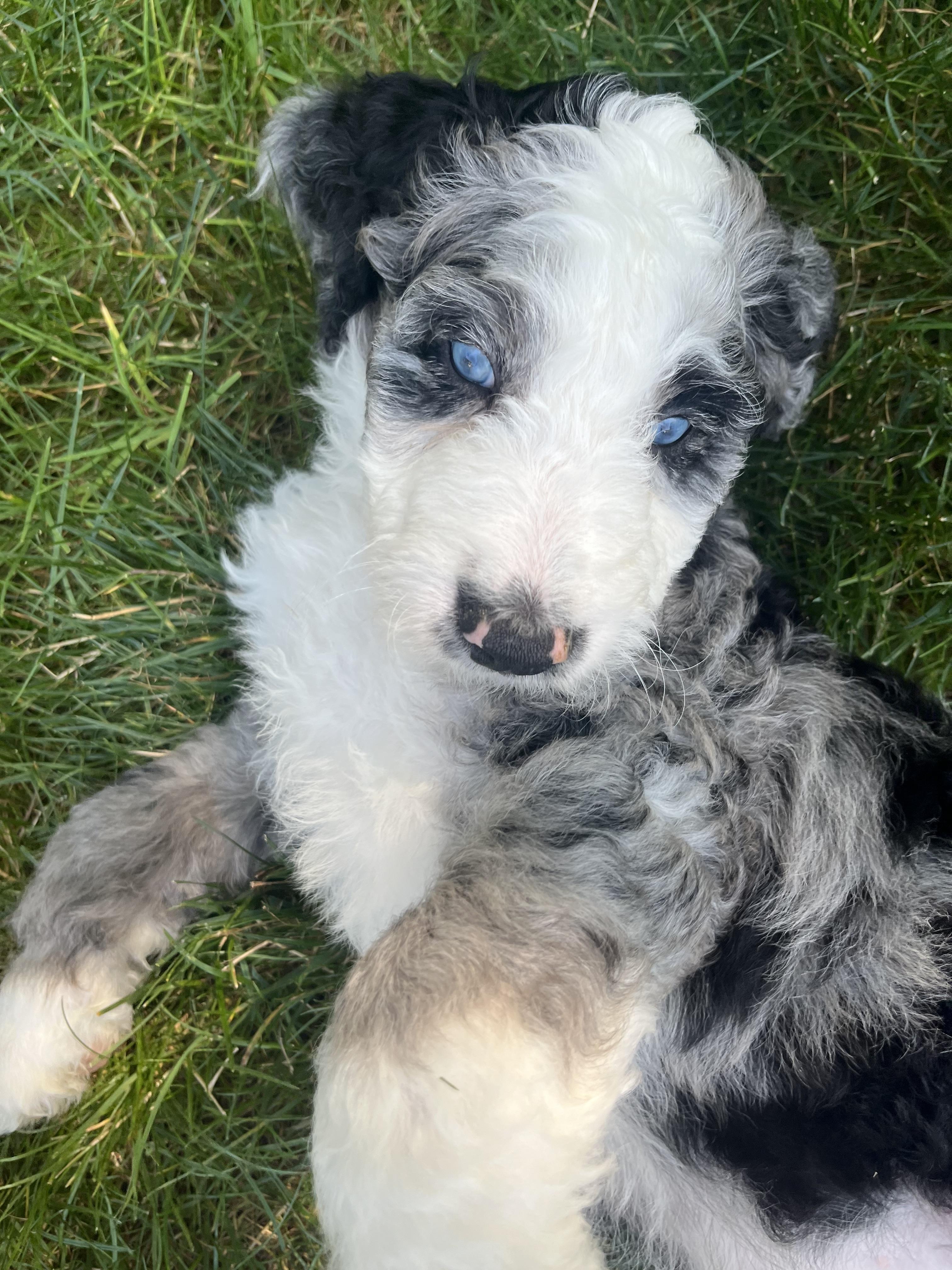 Lovey Dovey Bernedoodles in Indiana | Bernedoodle puppies | Good Dog