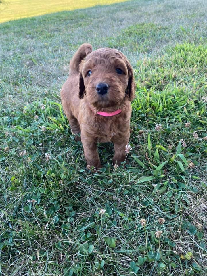 River Town Doodles in Iowa | Goldendoodle puppies | Good Dog
