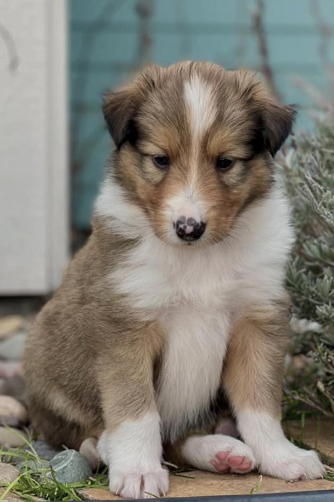 Sandy Bottoms Farm in Montana | Old Time Scotch Collie puppies | Good Dog