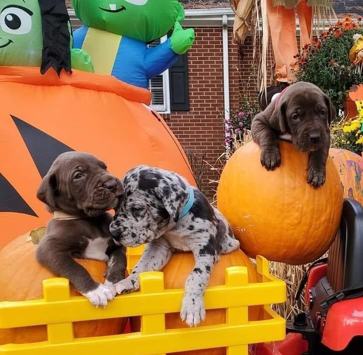 Majestic Danes in North Carolina | Great Dane puppies | Good Dog