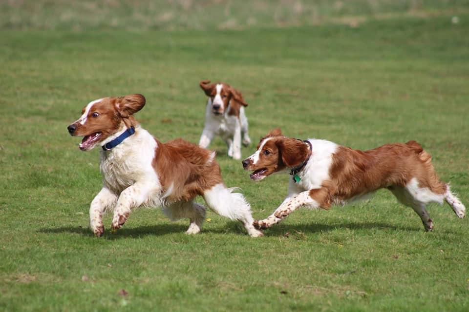 BriarRose English and Welsh Springers in Washington | Welsh Springer ...