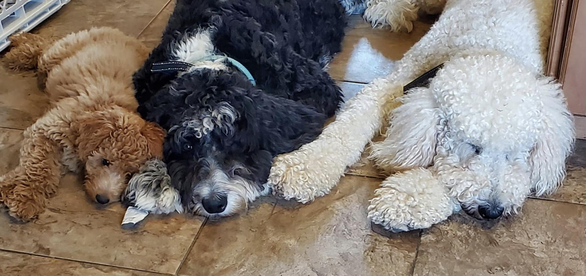 Cutesy Poodles and Doodles in Indiana | Bernedoodle puppies | Good Dog