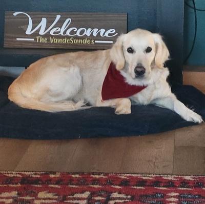 Sande's Golden Acres in Illinois | Golden Retriever puppies | Good Dog