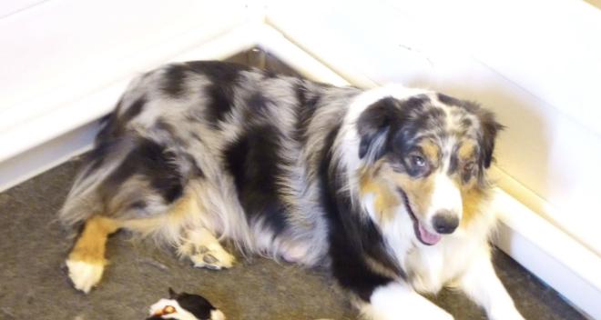 Simpson's Aussies and Border Collies in Arizona | Australian Shepherd ...